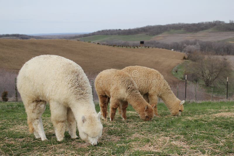 Three alpacas stock image. Image of three, breeding, graze - 31607179
