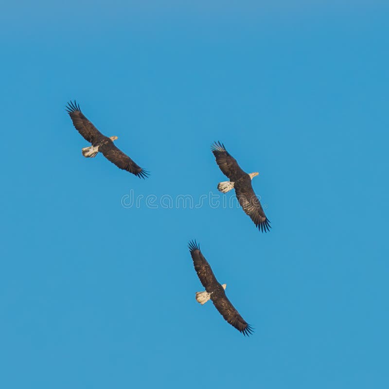 Three American Bison Buffalo Bulls Fighting in Hayden Valley in Yellowstone National Park United ...