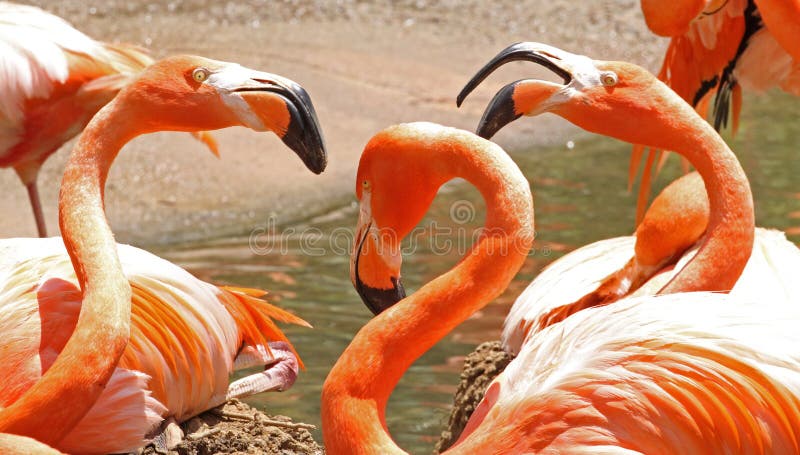Three American Flamingos stock photo. Image of ruber - 31298854