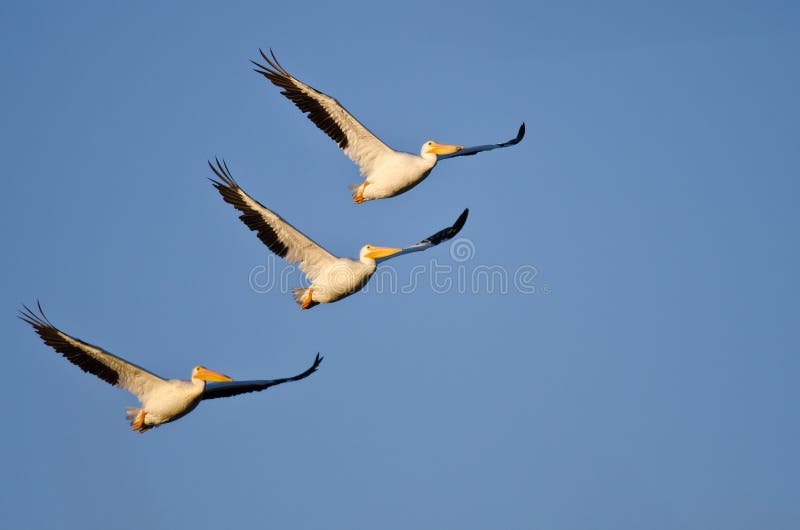 Three American White Pelicans Flying in a Blue Sky Stock Photo - Image ...