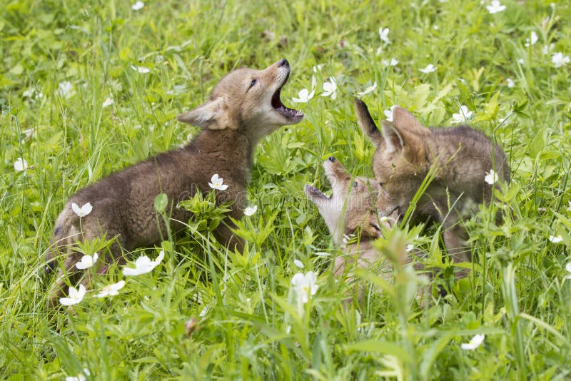 408 Coyote Howling Photos - Free & Royalty-Free Stock Photos from ...