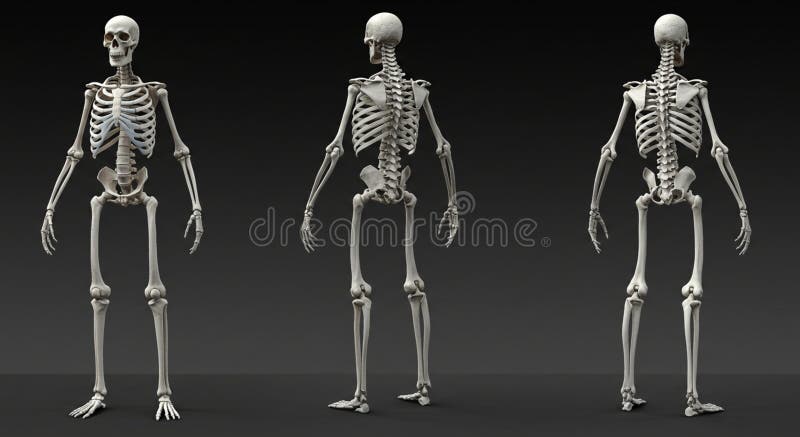 Three Anatomical Skeleton Models are Displayed Against a Black ...