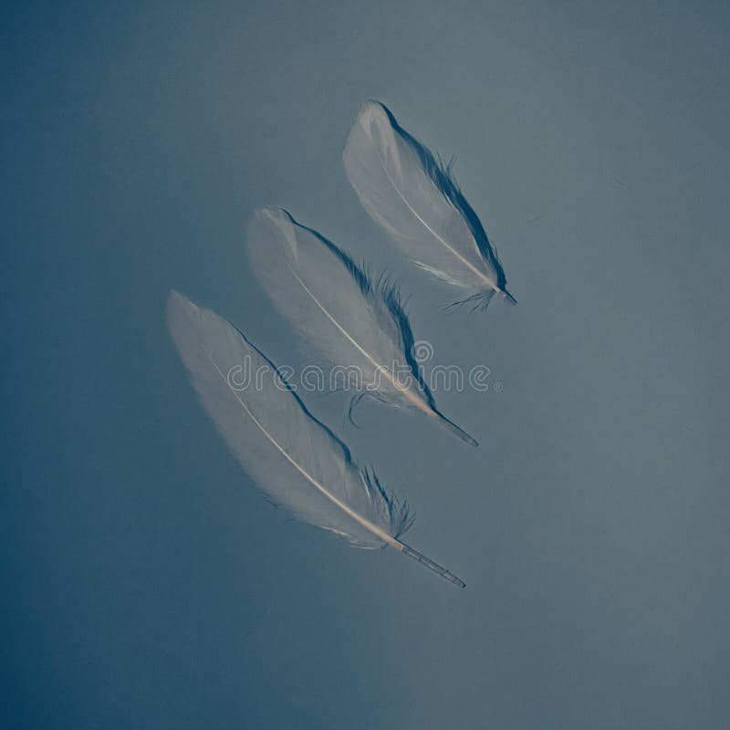 Three Angel Feathers on a Blue Background. Flat Lay Concept Stock Image ...