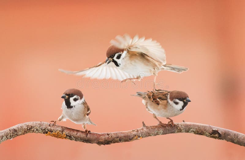 Three Angry Birds Arguing on a Branch in Sunny Day Stock Image - Image ...
