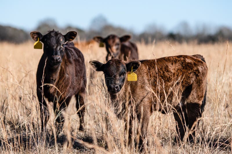 Three Angus Calves in Tall Winter Grass Stock Photo - Image of beef ...