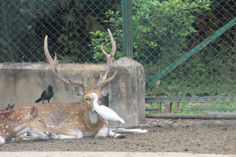 The Three Animals in One Frame Stock Photo - Image of frame, wildlife ...