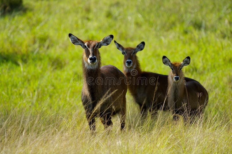 Three antelopes in Africa stock image. Image of hunt - 27282629
