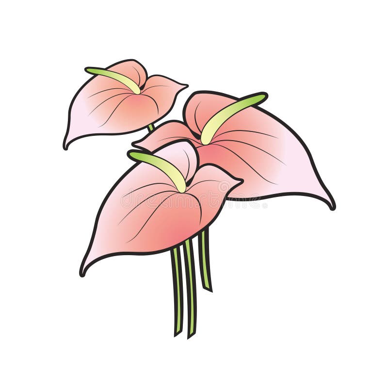 Three Anthurium Flowers Vector Drawing Stock Vector - Illustration of ...