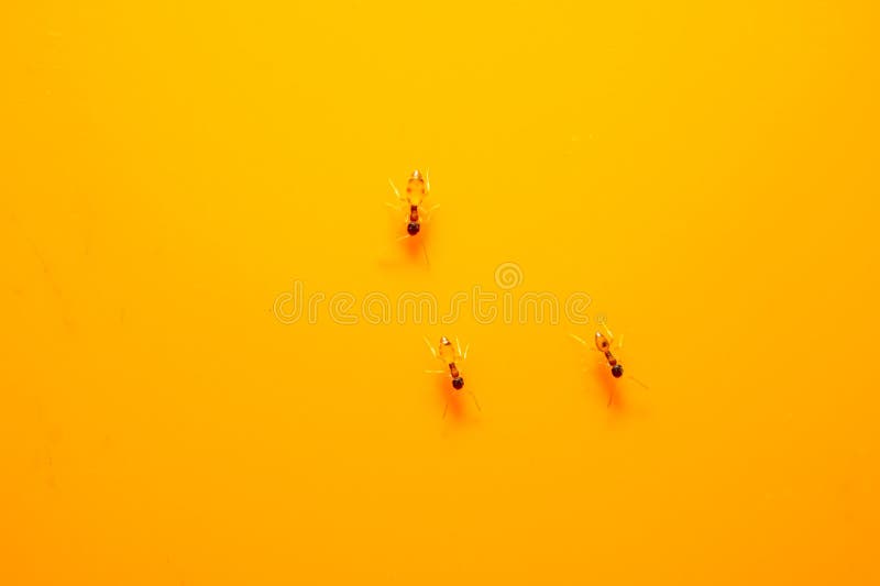 Three Ants Crawling on a Vibrant Yellow Surface Stock Image - Image of ...