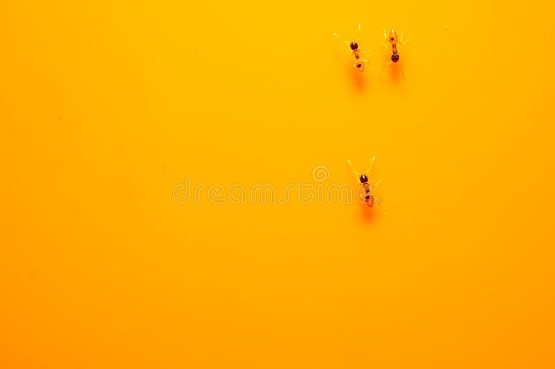 Three Ants Crawling on a Vibrant Yellow Surface Stock Photo - Image of ...