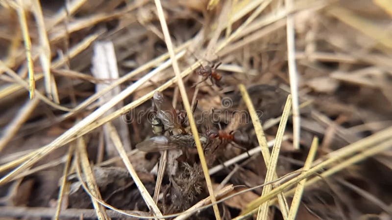 Three Ants Dragging the Corpse of a Wasp. Stock Footage - Video of hold ...