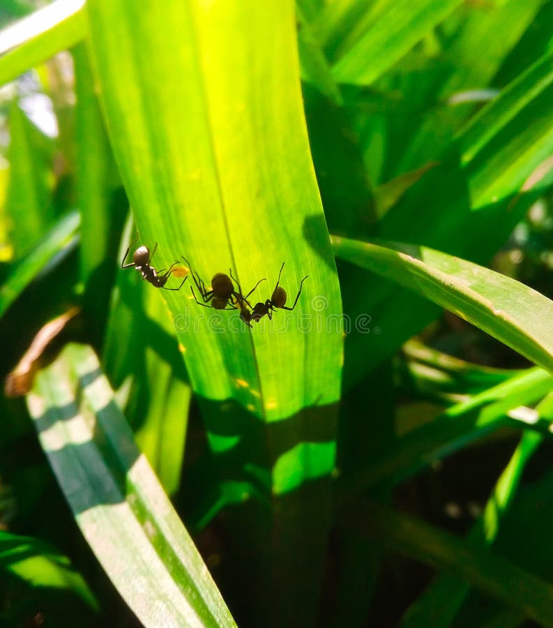 Three Ants are Gathering Under a Leaf Stock Image - Image of leaf, ants ...