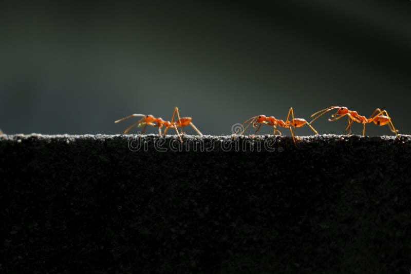 Row of Ants stock photo. Image of worker, small, collection - 55880856