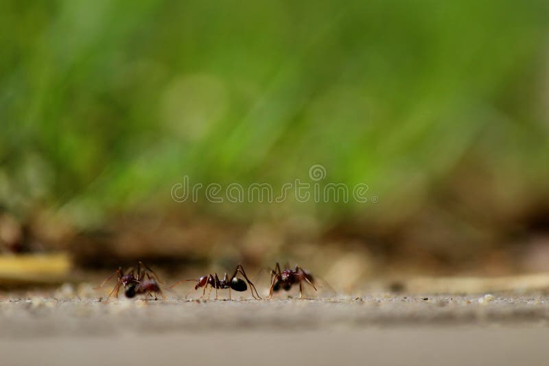 The Three Ants stock image. Image of spring, sticking - 46118273