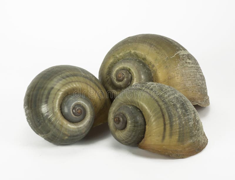 Three Apple Snail Shells stock photo. Image of pattern - 61143988