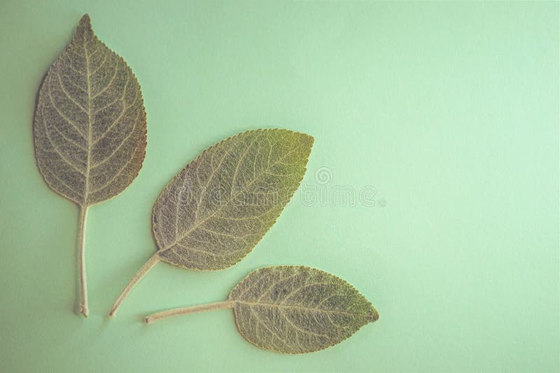 Three Apple Tree Green Leaves on the Table Stock Image - Image of ...