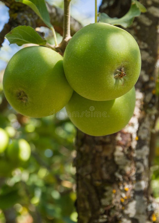Three Apple on Tree stock photo. Image of summer, food - 70202218