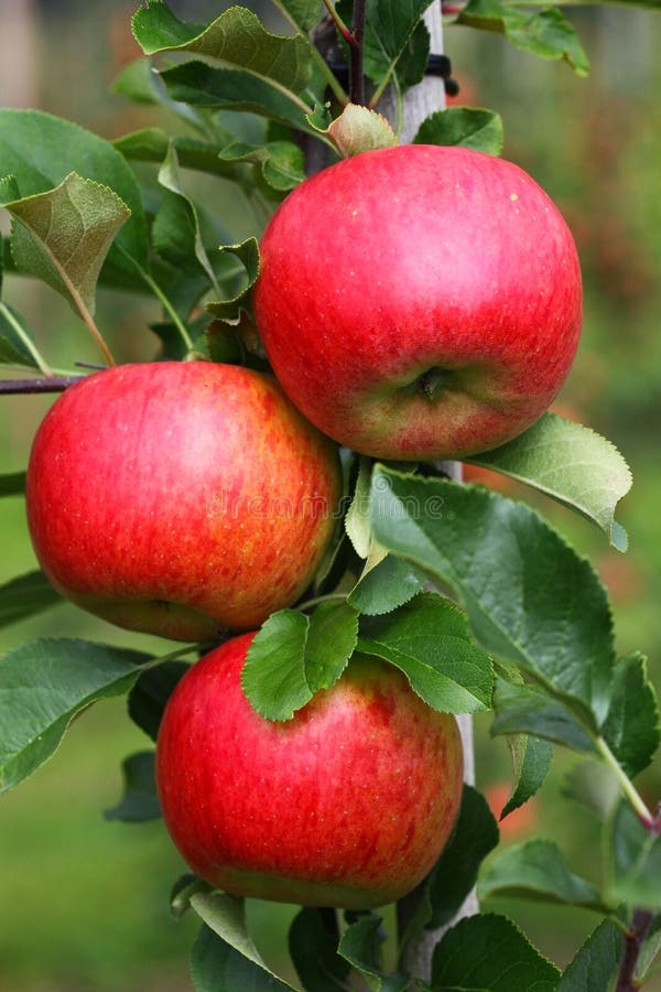 Three apples stock photo. Image of autumn, health, agriculture - 12426066