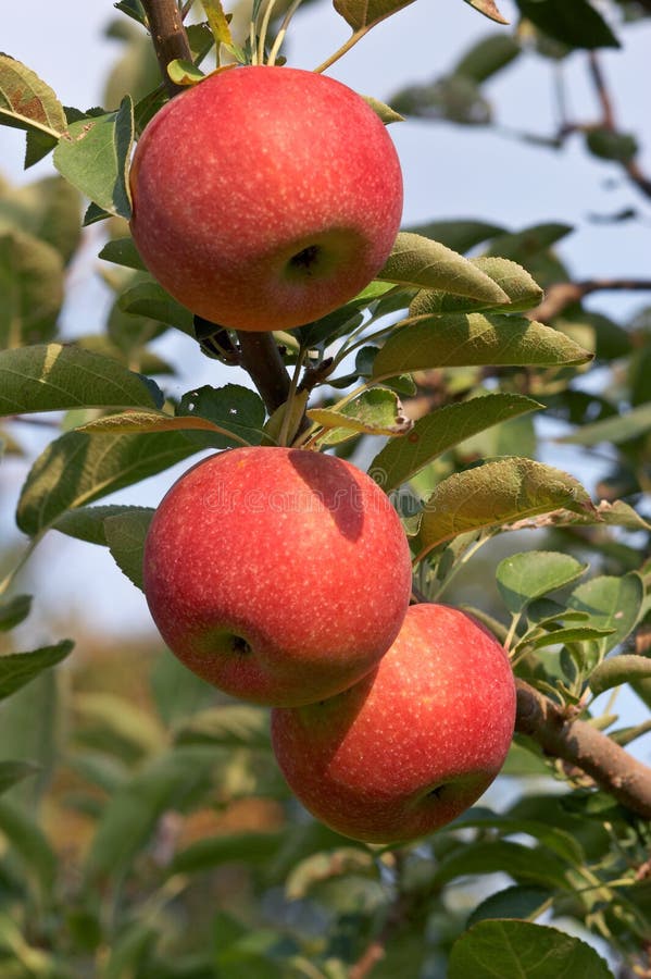Three apples stock photo. Image of fall, summer, delicious - 256316