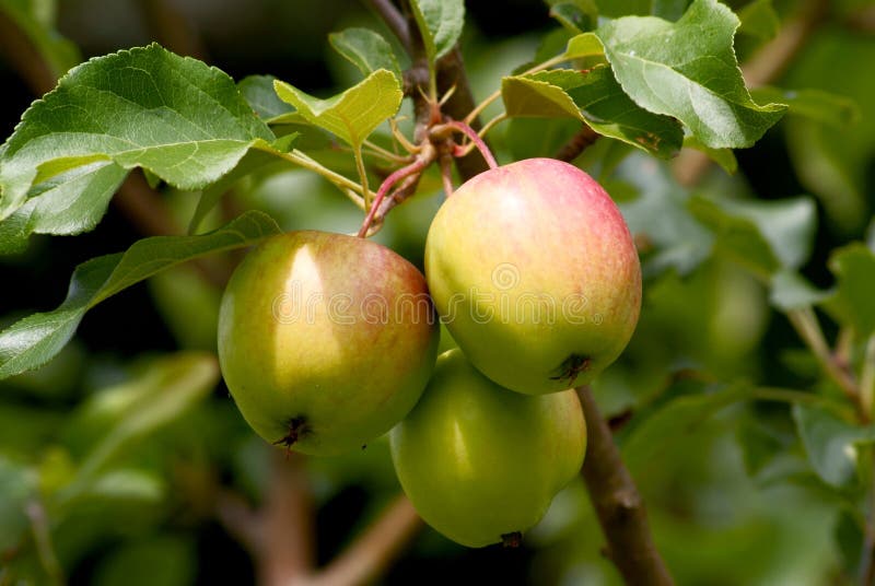 Apple on Tree stock image. Image of branch, trees, fruit - 20529331