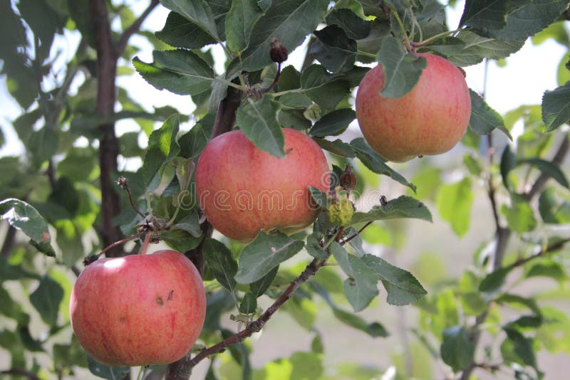 Three Apples stock image. Image of three, tree, branch - 44921385