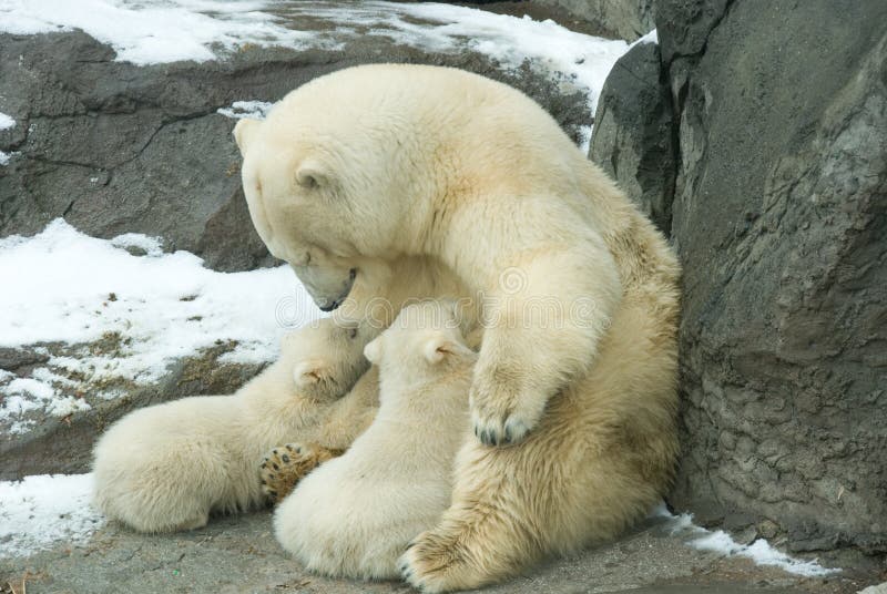 Two Young Polar Bears Playing Stock Photo - Image of bear, happy: 21114662
