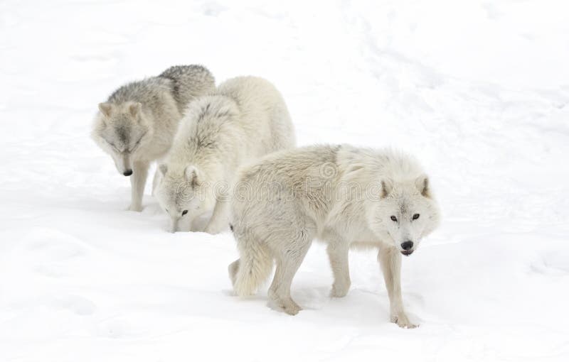 Arctic wolves stock image. Image of power, beauty, nature - 49334597