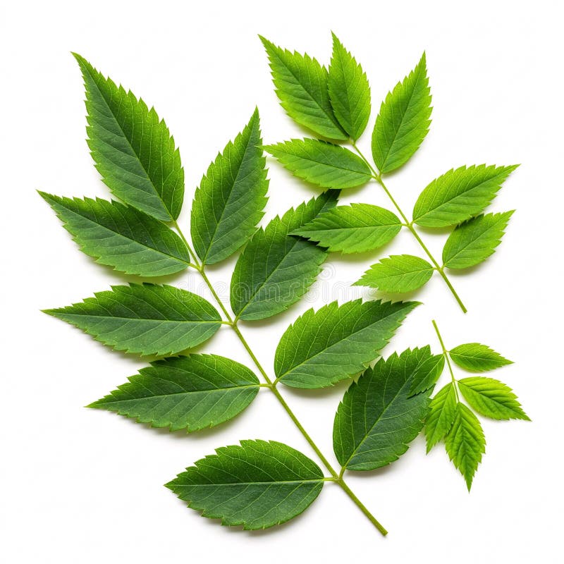 Three Ash Tree Branches with Green Leaves Isolated on a White Stock ...