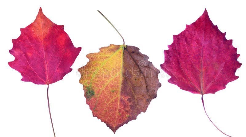 Three Aspen Trees stock photo. Image of beauty, colorful - 302824