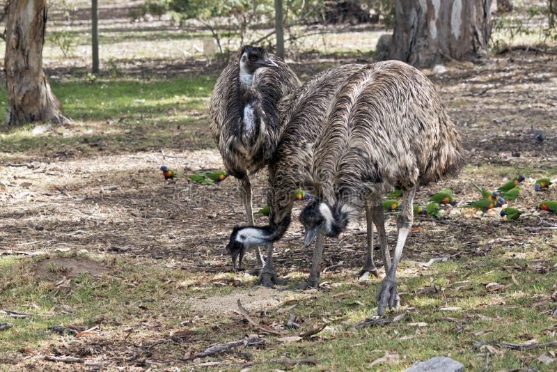 Three Australian emu stock photo. Image of wildlife - 140337254