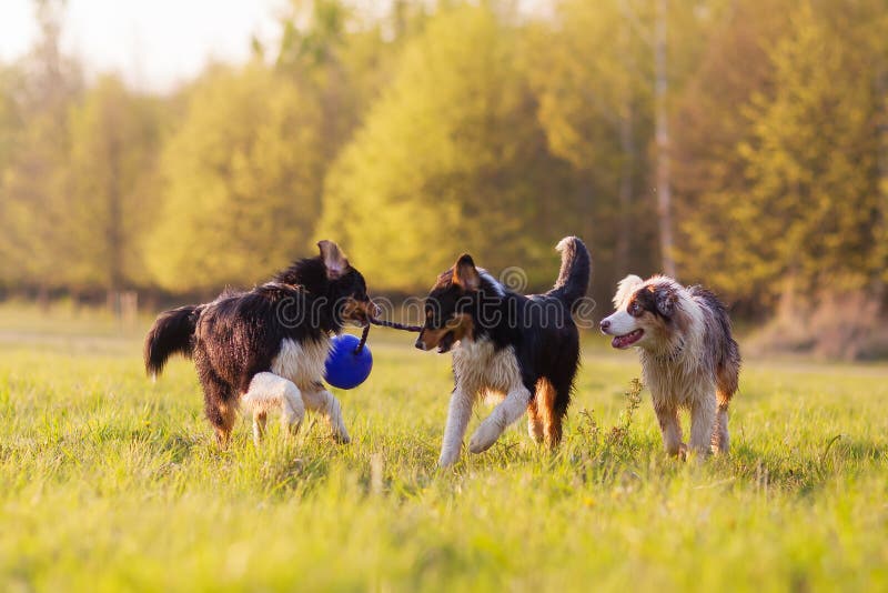 Three Australian Shepherd Dogs Fighting for a Ball Stock Photo - Image ...