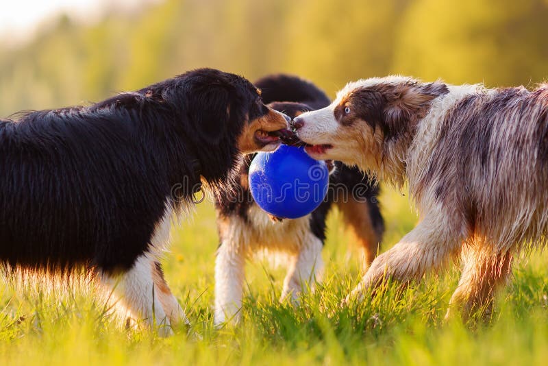 Three Australian Shepherd Dogs Fighting for a Ball Stock Photo - Image ...