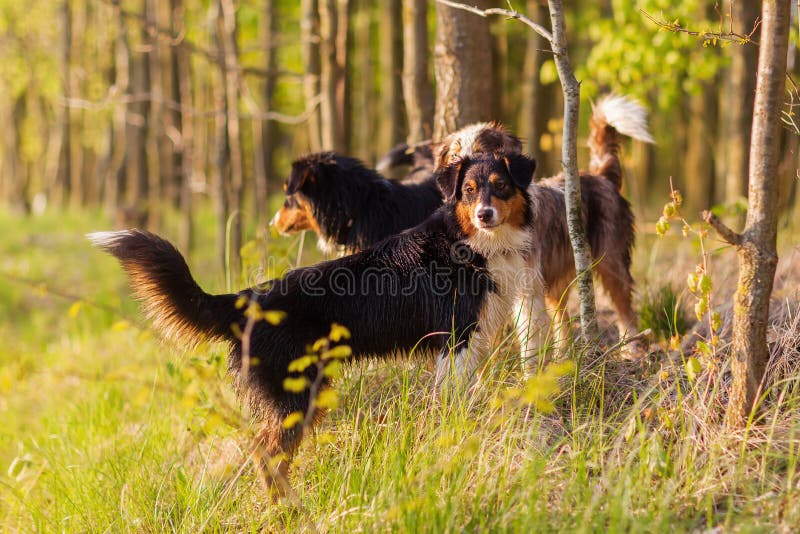 Three Australian Shepherd Dogs Standing in the Forest Stock Photo ...