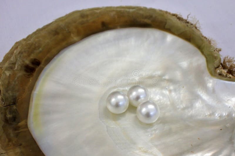 369 Pearl Inside Oyster Stock Photos - Free & Royalty-Free Stock Photos ...