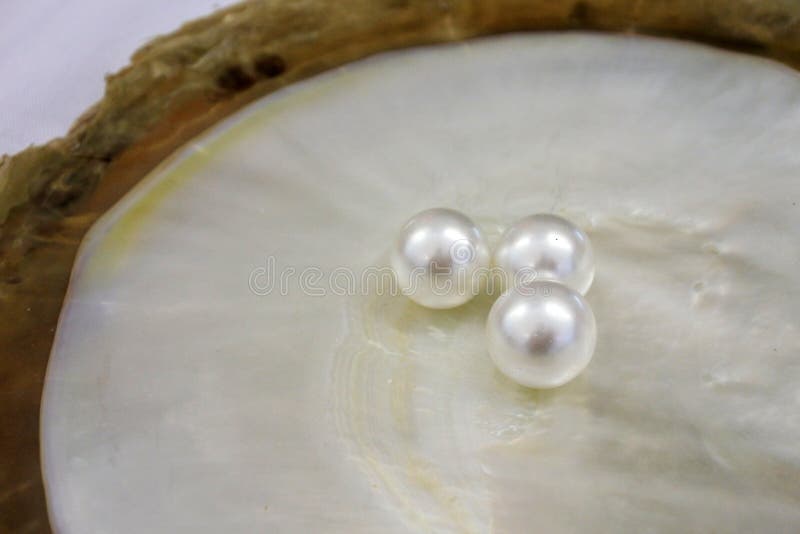 Three Australian South Sea Pearl Inside an Oyster Stock Photo - Image ...