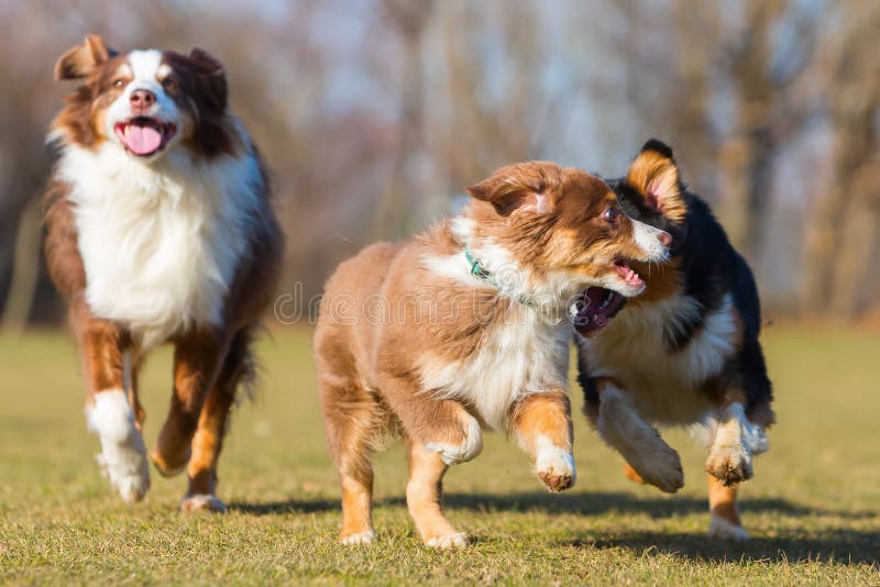 Three Running Australian Shepherd Dogs Stock Image - Image of speed ...