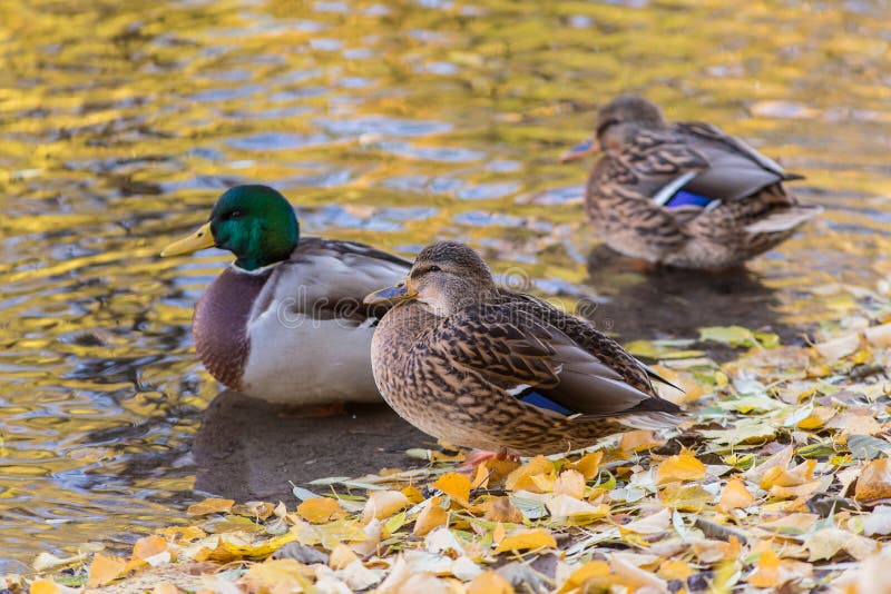 Three autumn duck stock photo. Image of foliage, pond - 61156238