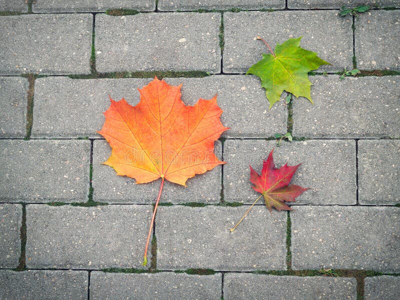 Three Autumn Leaf - Three Colors: Red, Green, Yellow. Maple Leaves on ...