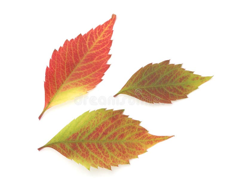 Three Autumn Leaf on White Background Stock Image - Image of season ...