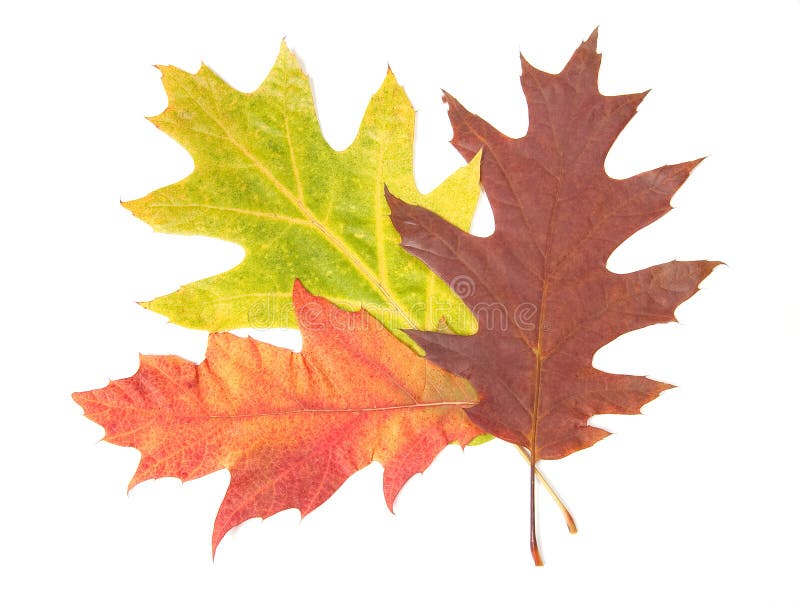 Three autumn leaves stock image. Image of season, arrangement - 11509743