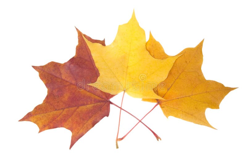 Three autumn leaves stock photo. Image of season, objects - 11680952
