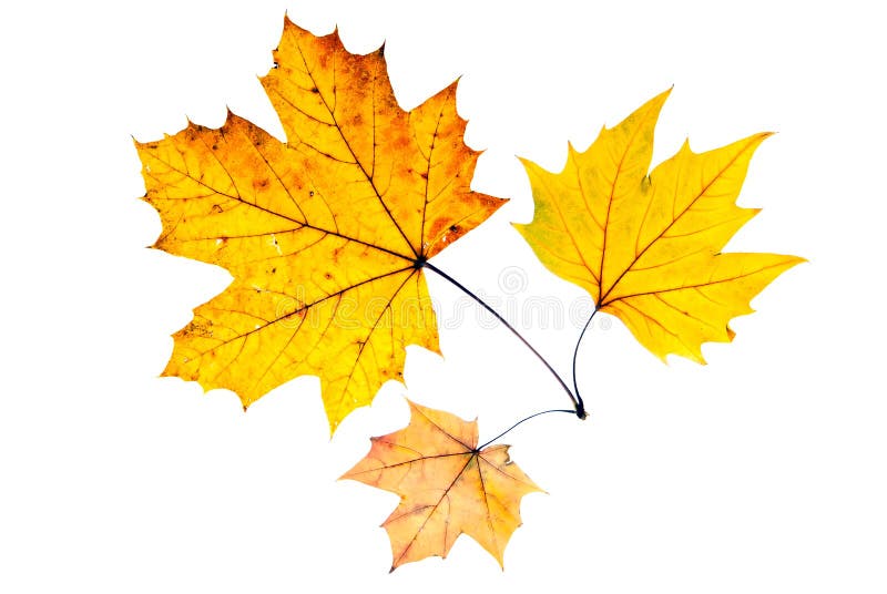 Three autumn leaves stock image. Image of change, copy - 16458721