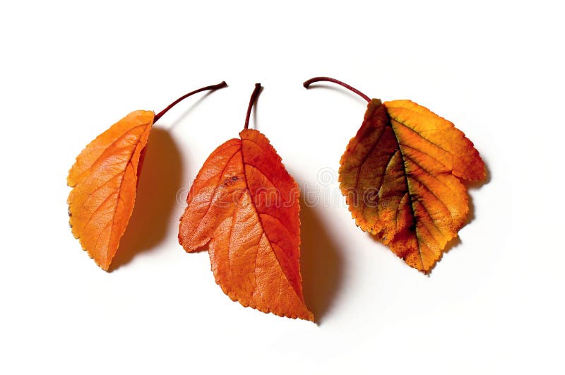 Three autumn leaves stock photo. Image of three, orange - 64102188