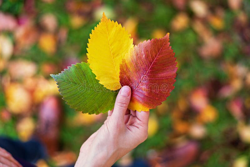 Three Autumn Leaves in Hand, Autumn Concept Stock Photo - Image of park ...