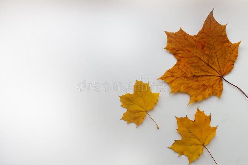 Three Autumn Leaves on a White Background, Copyspace for Text Stock ...