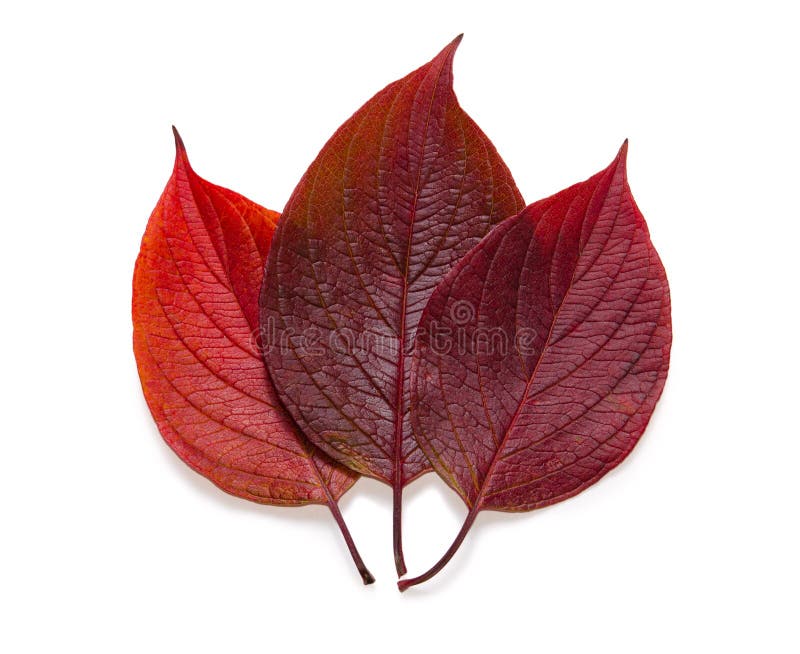 Three Autumn Leaves on White Background with Shadow Stock Photo - Image ...