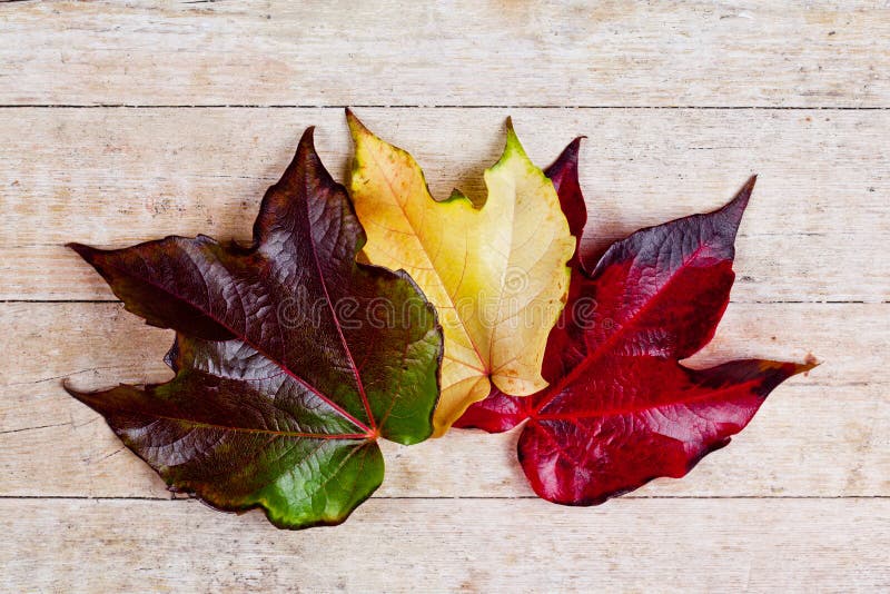 Three autumn leaves stock photo. Image of green, space - 36687870