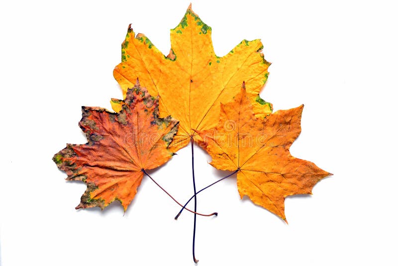 Three autumn maple leaf stock photo. Image of autumn - 162374124
