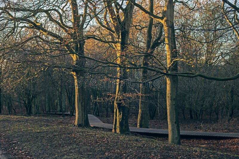 Three Autumn Trees in Low Sun. Stock Photo - Image of three, background ...