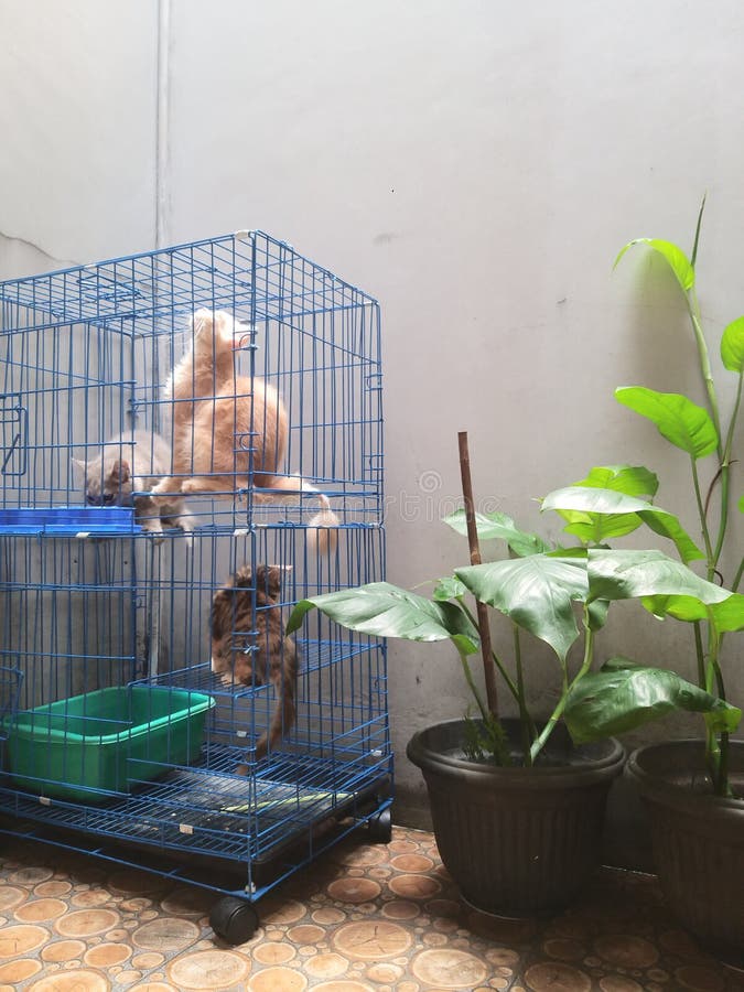 Three Babies is on Their Sunbathing Stock Photo - Image of green ...